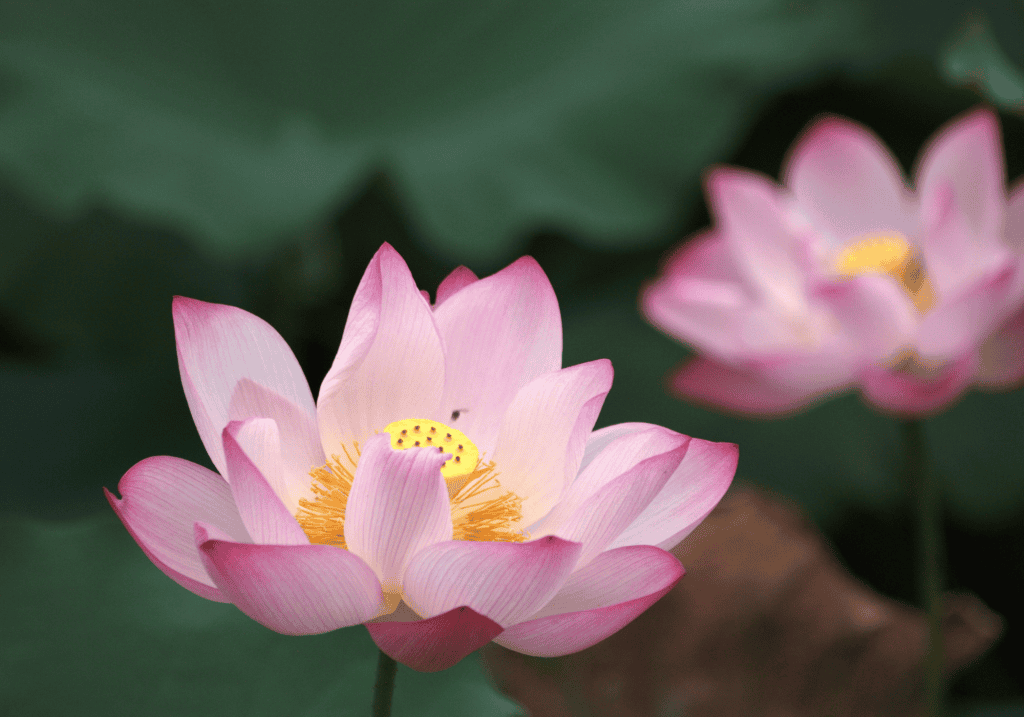 Find Your Inner Beauty: Which Personality Type Are You? - Bad Attitudes