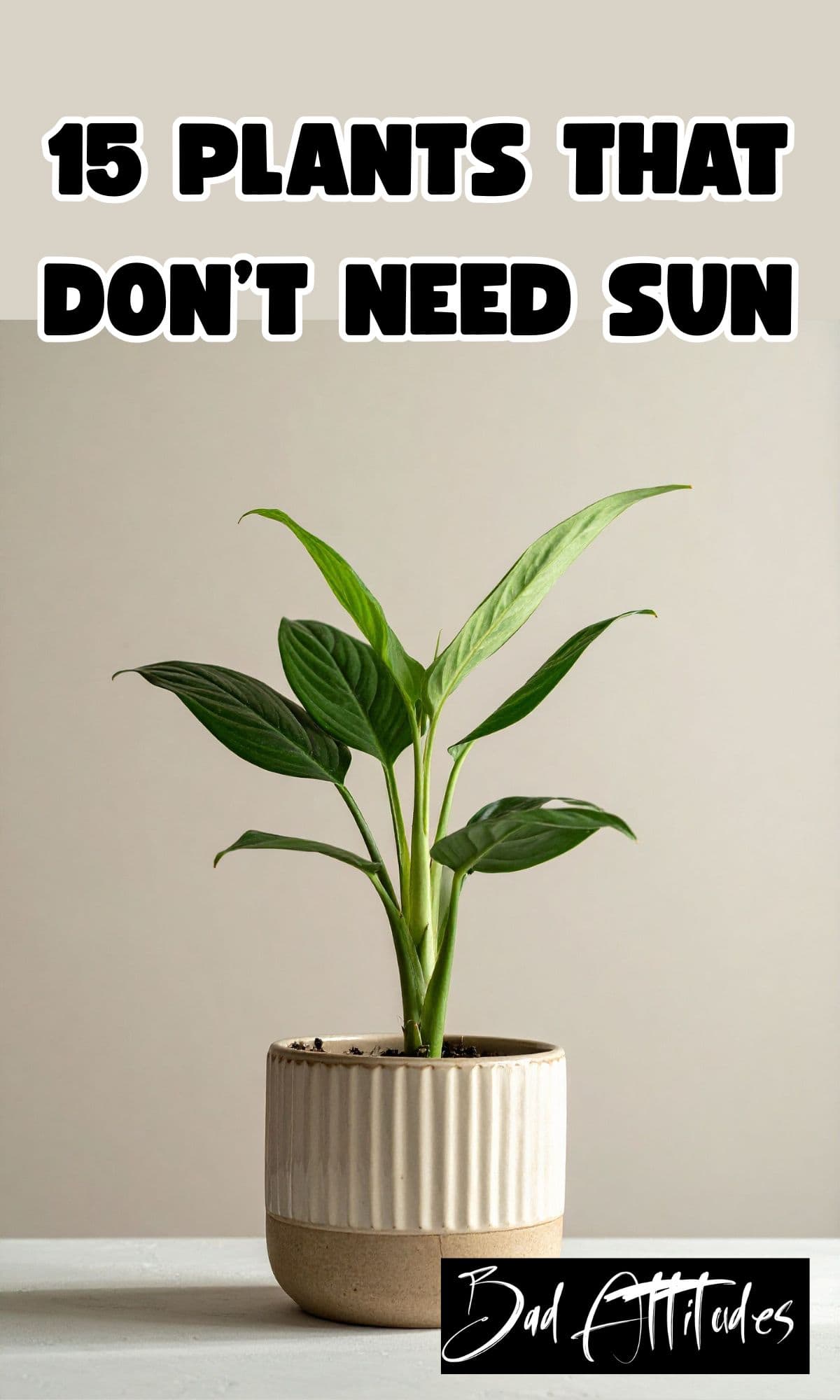 15 Plants That Don’t Need Sun (Because You’re Dark, Twisty, and Don’t ...